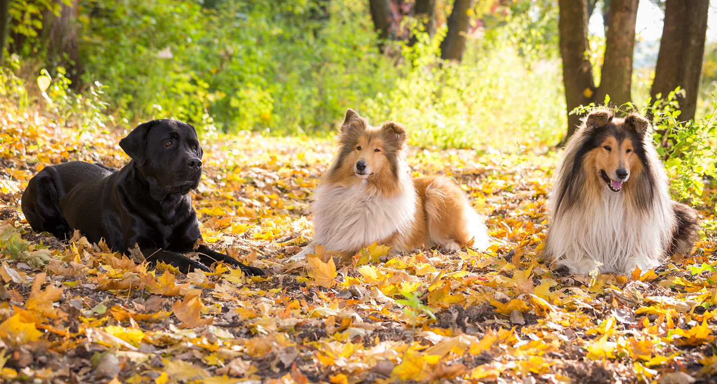 Rashond of kruising: een hond kiezen - Pets Place
