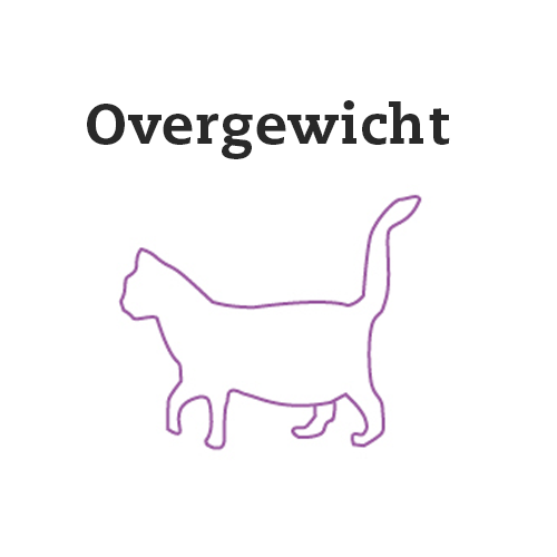 Juiste gewicht bij katten - Pets Place