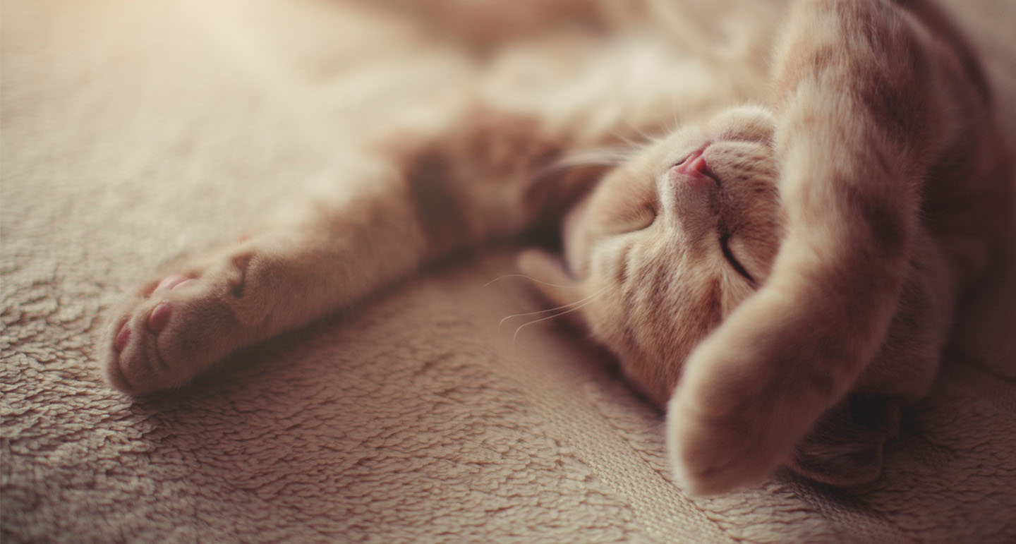 Lichaamstaal van een kat - Pets Place