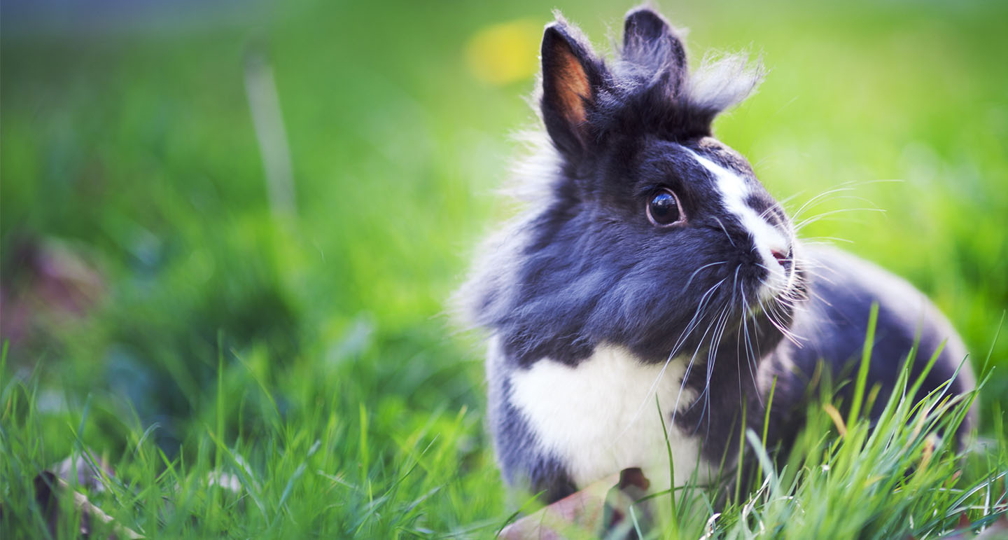 Lichaamstaal van jouw konijn - Pets Place