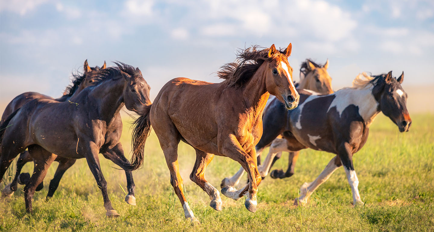 GMO-controlled paardenvoer - Pets Place