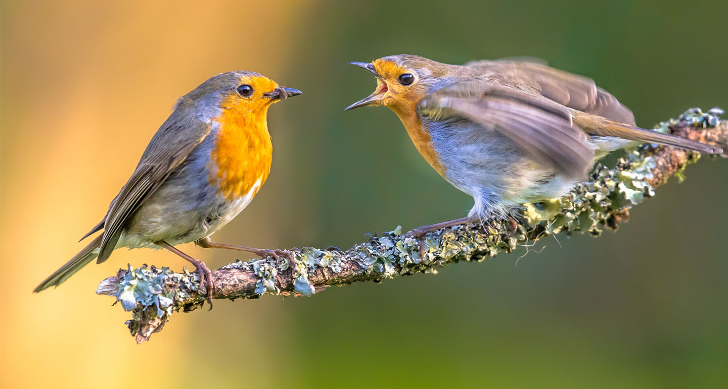 Vogels in de paartijd - Pets Place
