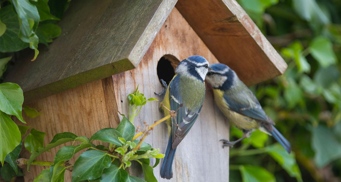 Laat vogels in jouw tuin broeden met deze tips! - Pets Place