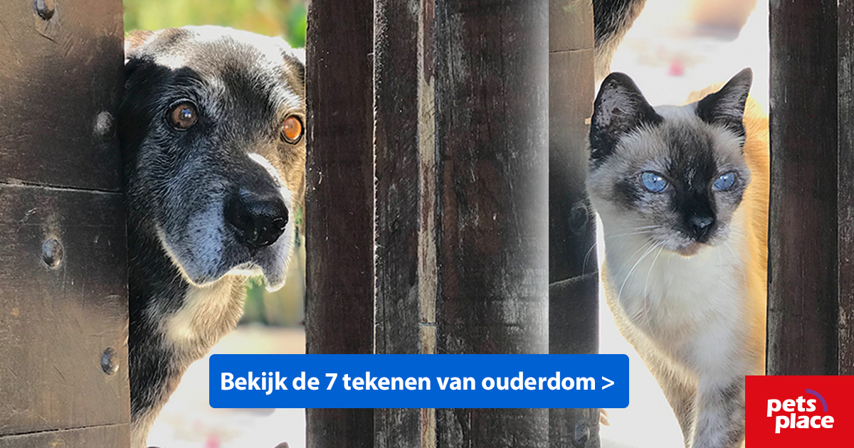 Herken jij de tekenen van ouderdom bij honden en katten? Pets Place