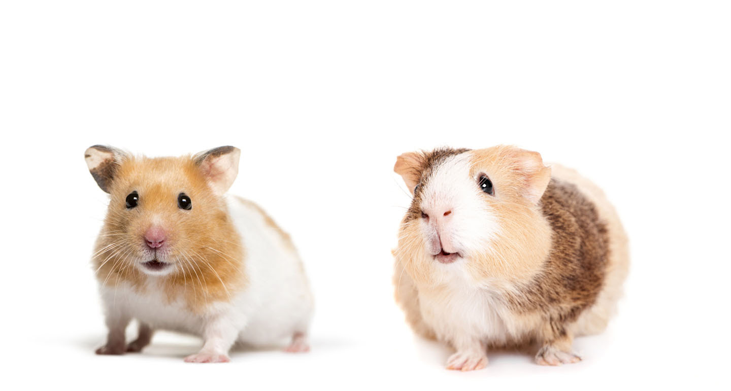 Kies ik voor een hamster of een cavia? - Pets Place