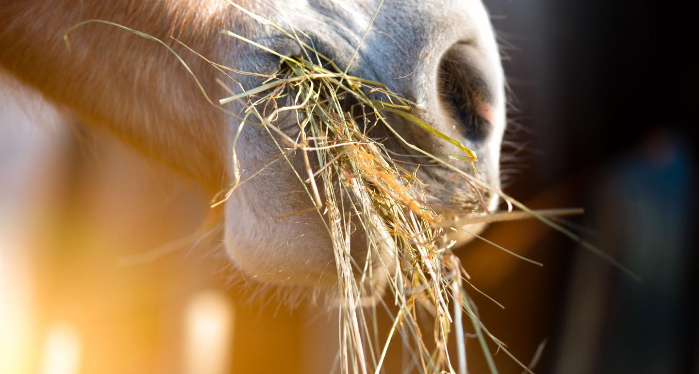 De 5 meest gestelde vragen over ruwvoer - Pets Place