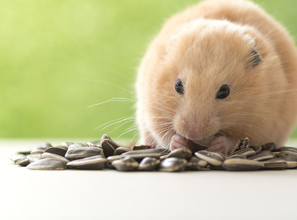 Hoe ziet de ideale hamsterkooi er uit? - Pets Place