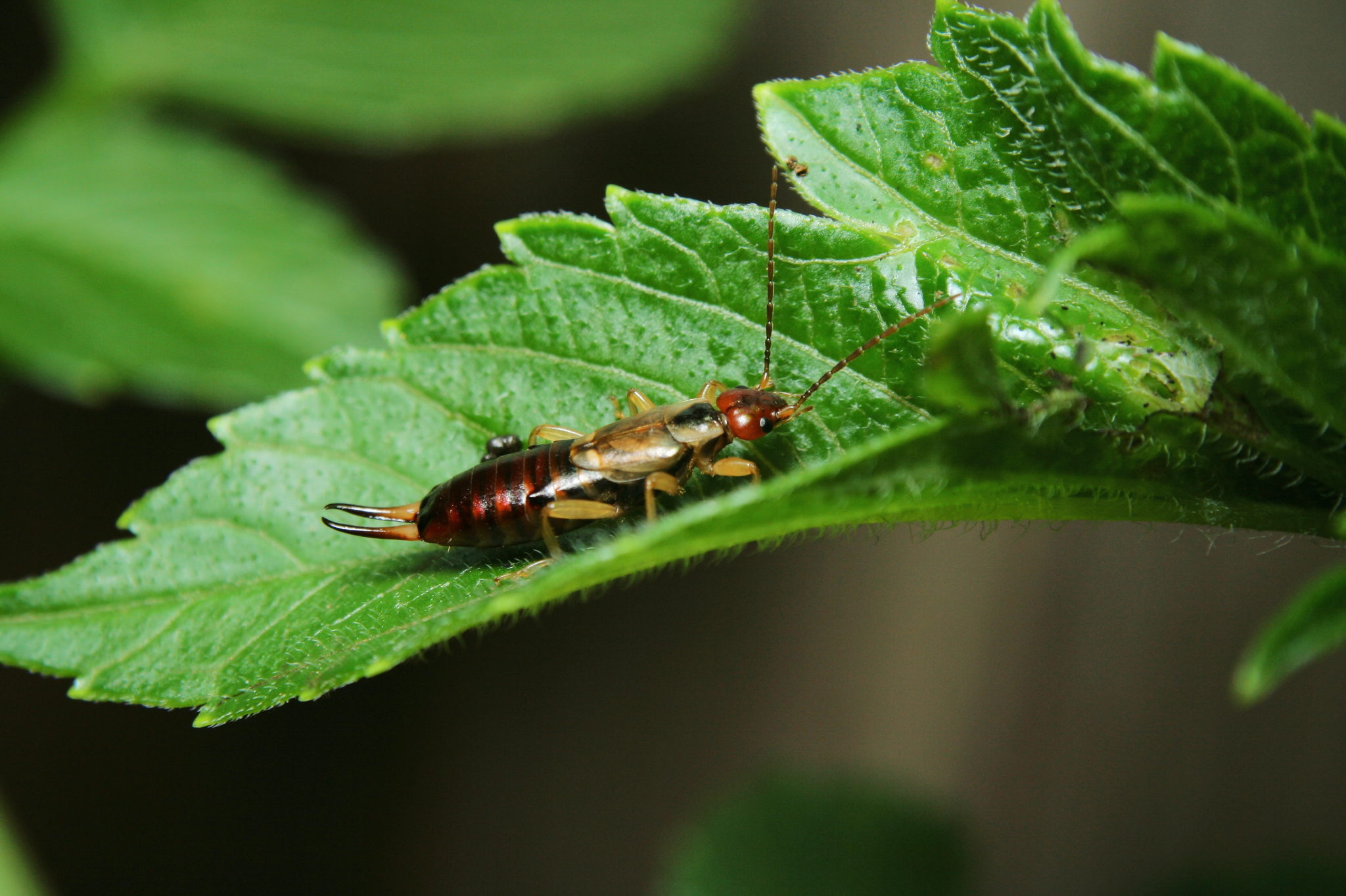 Welke insecten kom je tegen in de tuin? - Pets Place