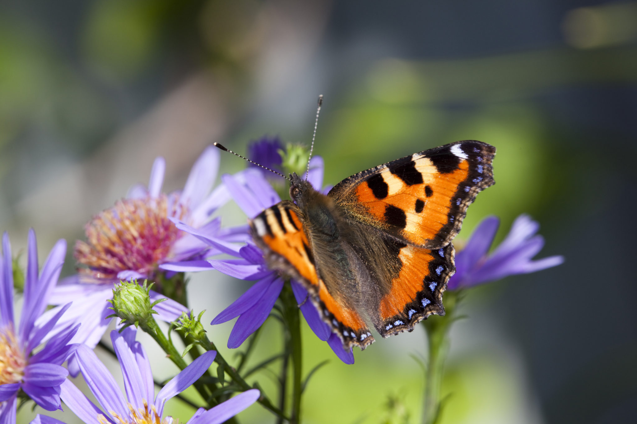 Welke insecten kom je tegen in de tuin? - Pets Place