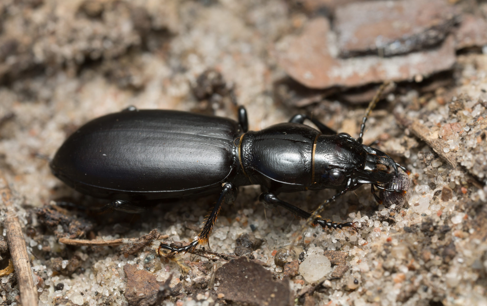 Welke insecten kom je tegen in de tuin? - Pets Place