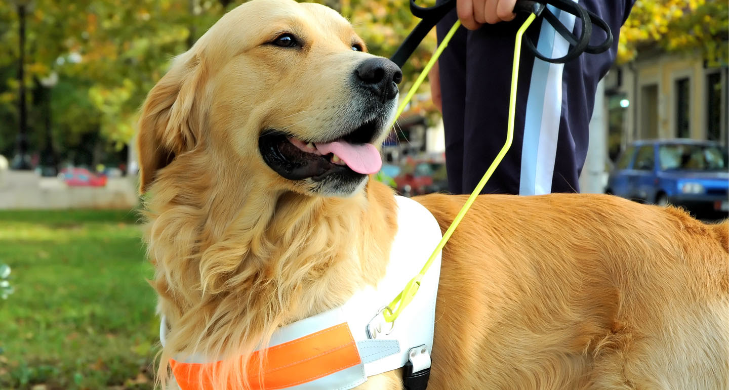 Hulphonden - Pets Place