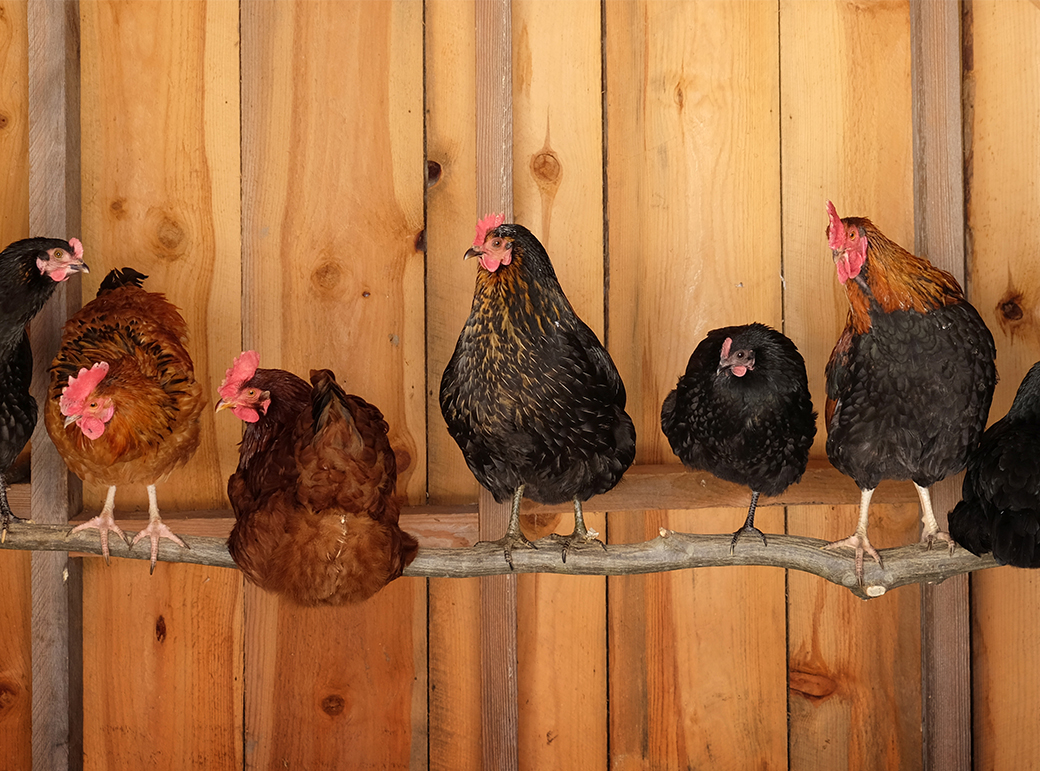 Hoe creëer je het ideale kippenhok? Bekijk de tips!