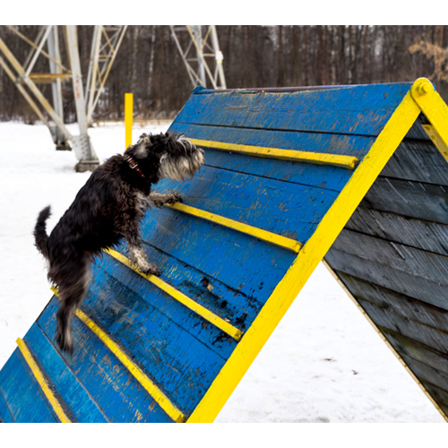 Agility met jouw hond - Pets Place