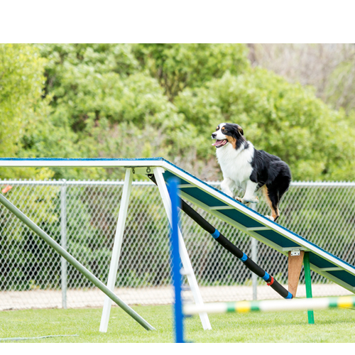 Agility met jouw hond - Pets Place