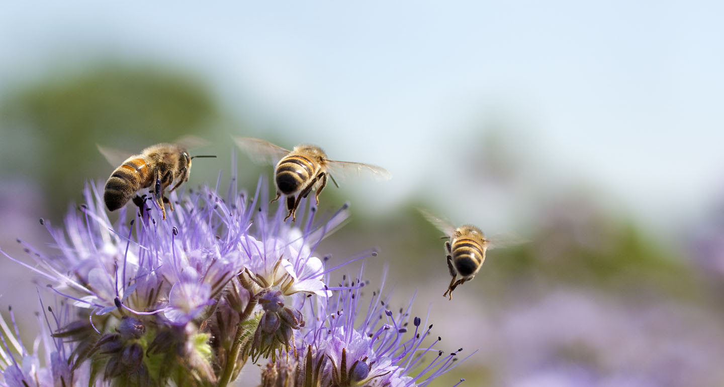 De perfecte tuin voor insecten, vogels en amfibieën!