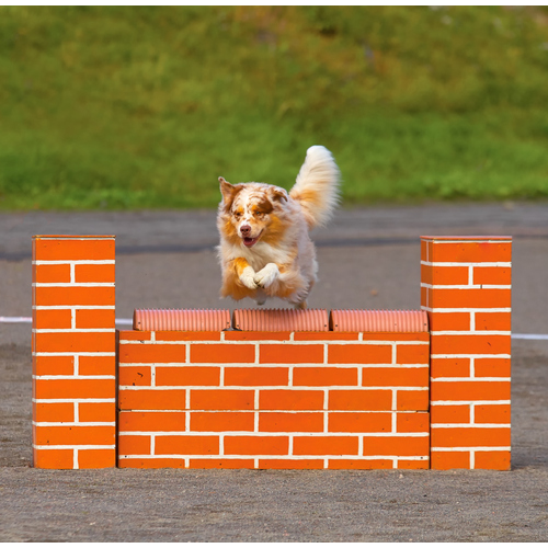 Agility met jouw hond - Pets Place