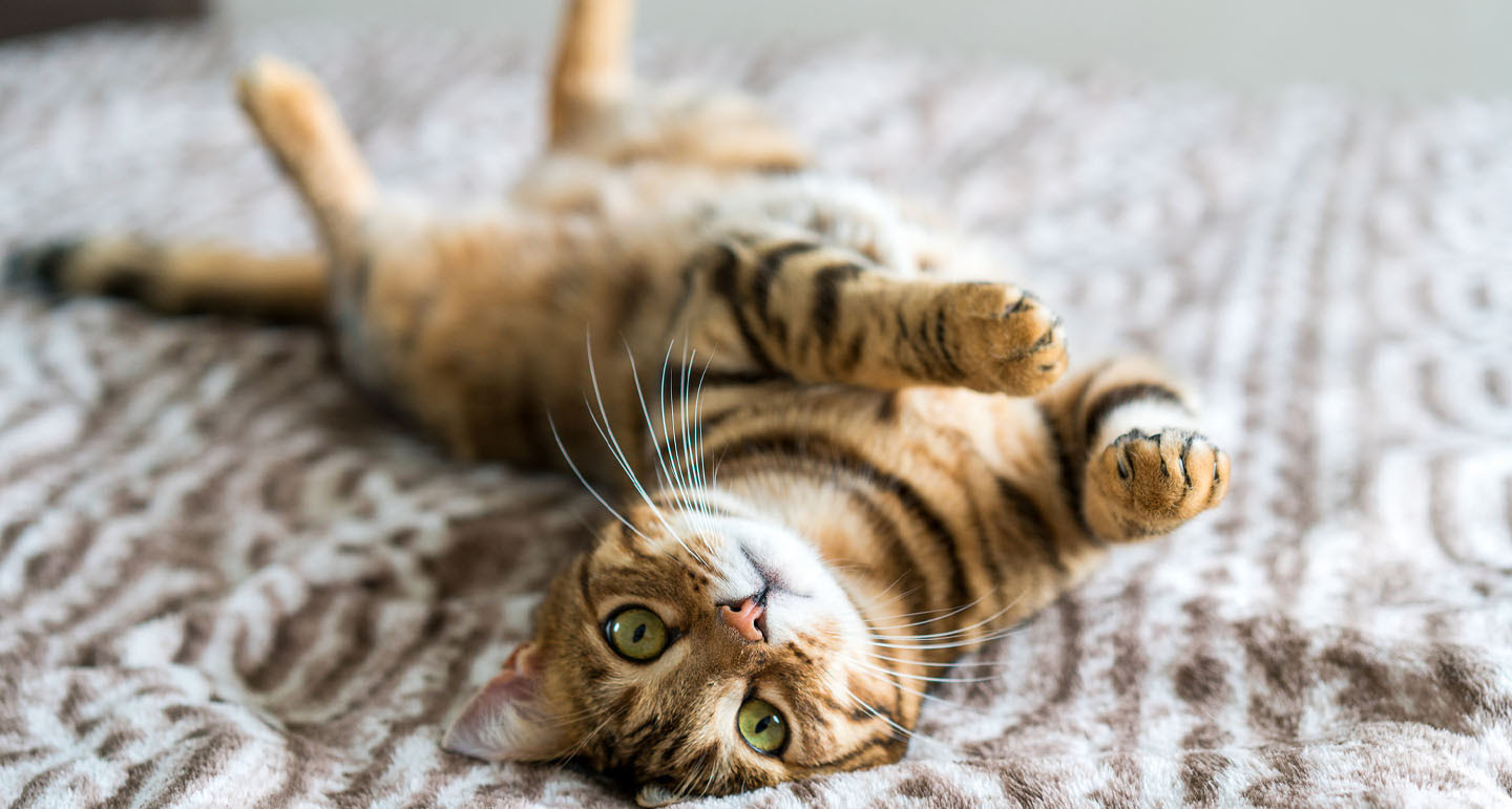 Kattentaal; herken het gedrag van je kat - Pets Place