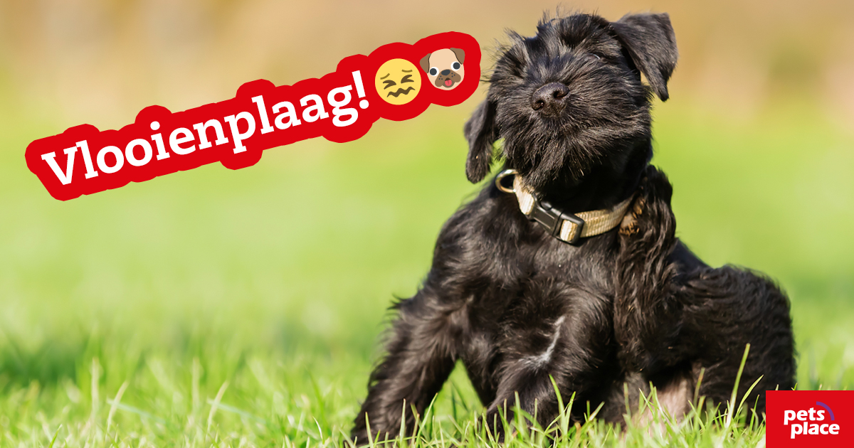 Heeft jouw hond vlooien? Zo bestrijd je vlooien! - Pets Place