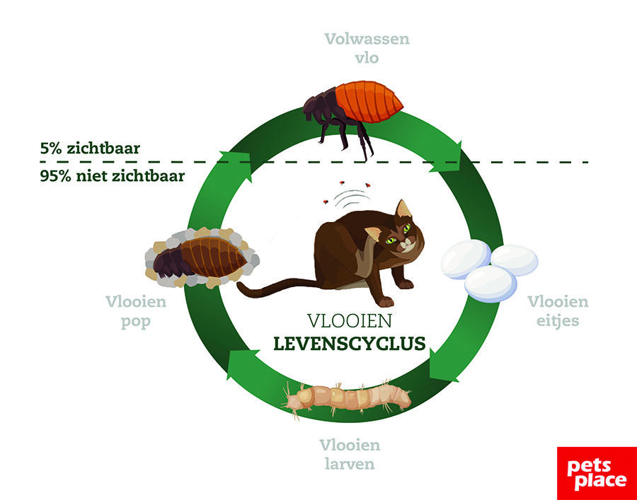 Heeft jouw kat vlooien? Zo bestrijd je ze! - Pets Place