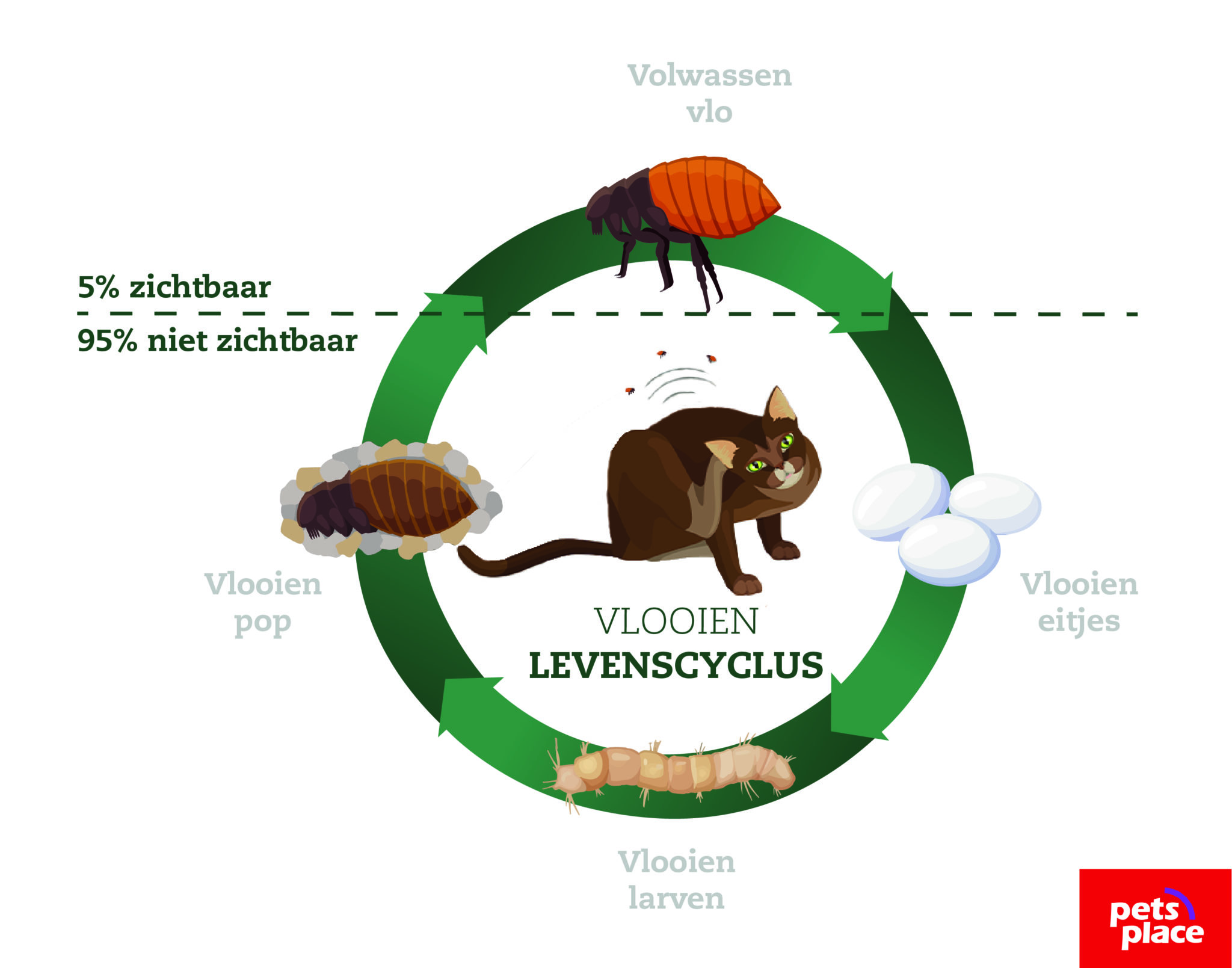 Heeft jouw kat vlooien? Zo bestrijd je ze - Pets Place