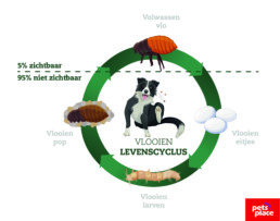 Heeft jouw hond vlooien? Zo bestrijd je vlooien! - Pets Place