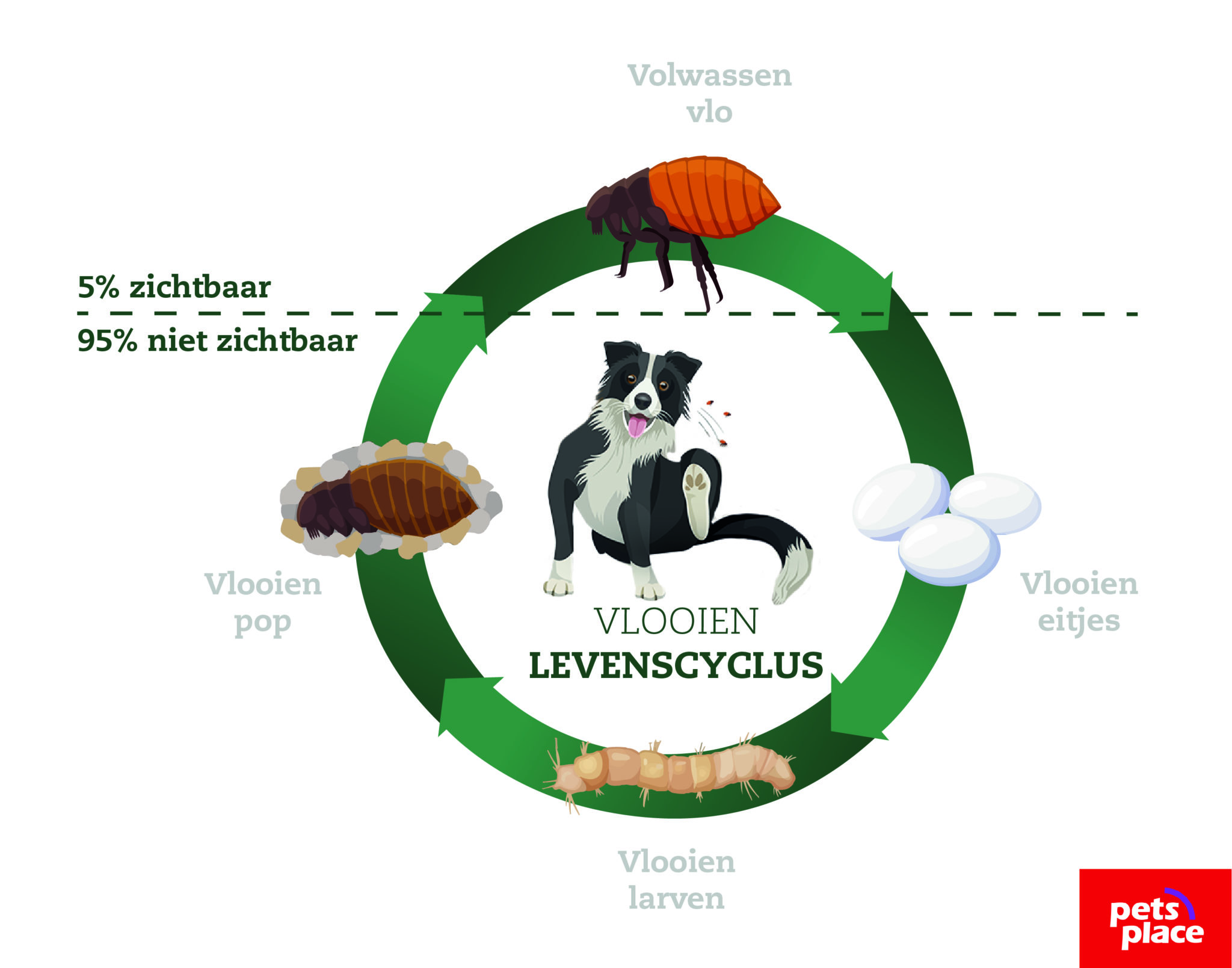 Heeft jouw hond vlooien? Zo bestrijd je vlooien! - Pets Place