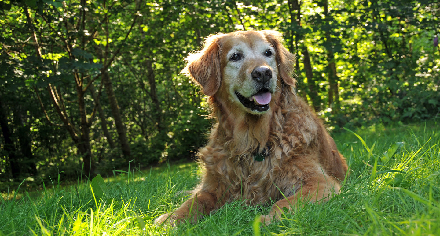 Oude hond verzorgen, wanneer is mijn hond een senior?