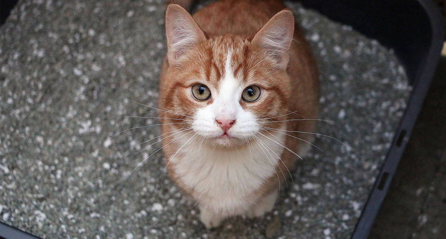 Urine van katten - Pets Place