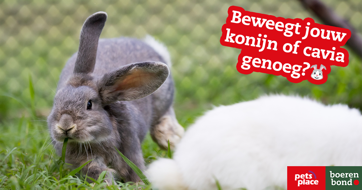 Lichaamsbeweging voor konijnen en cavia's - Pets Place