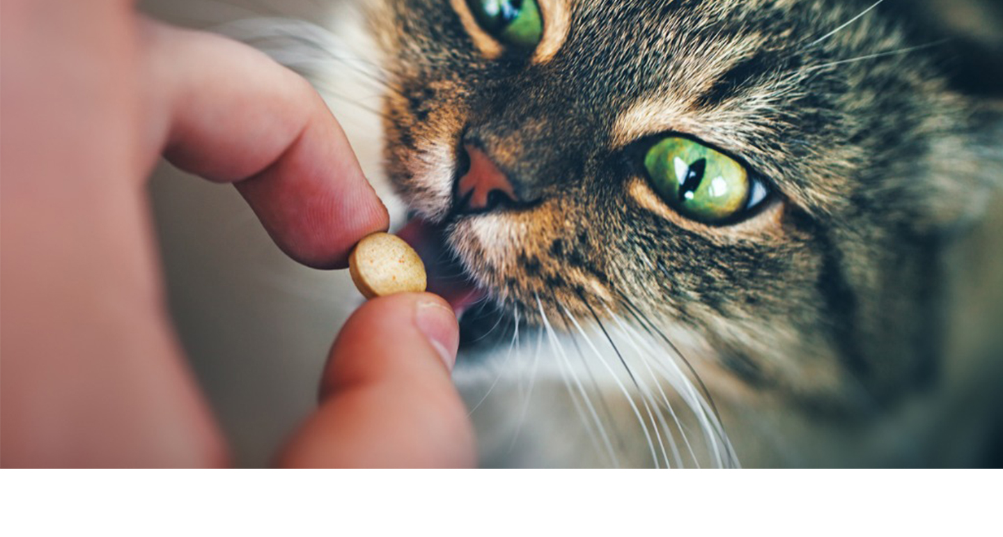 Ontwormen kittens en volwassen katten - soorten wormen- Pets Place