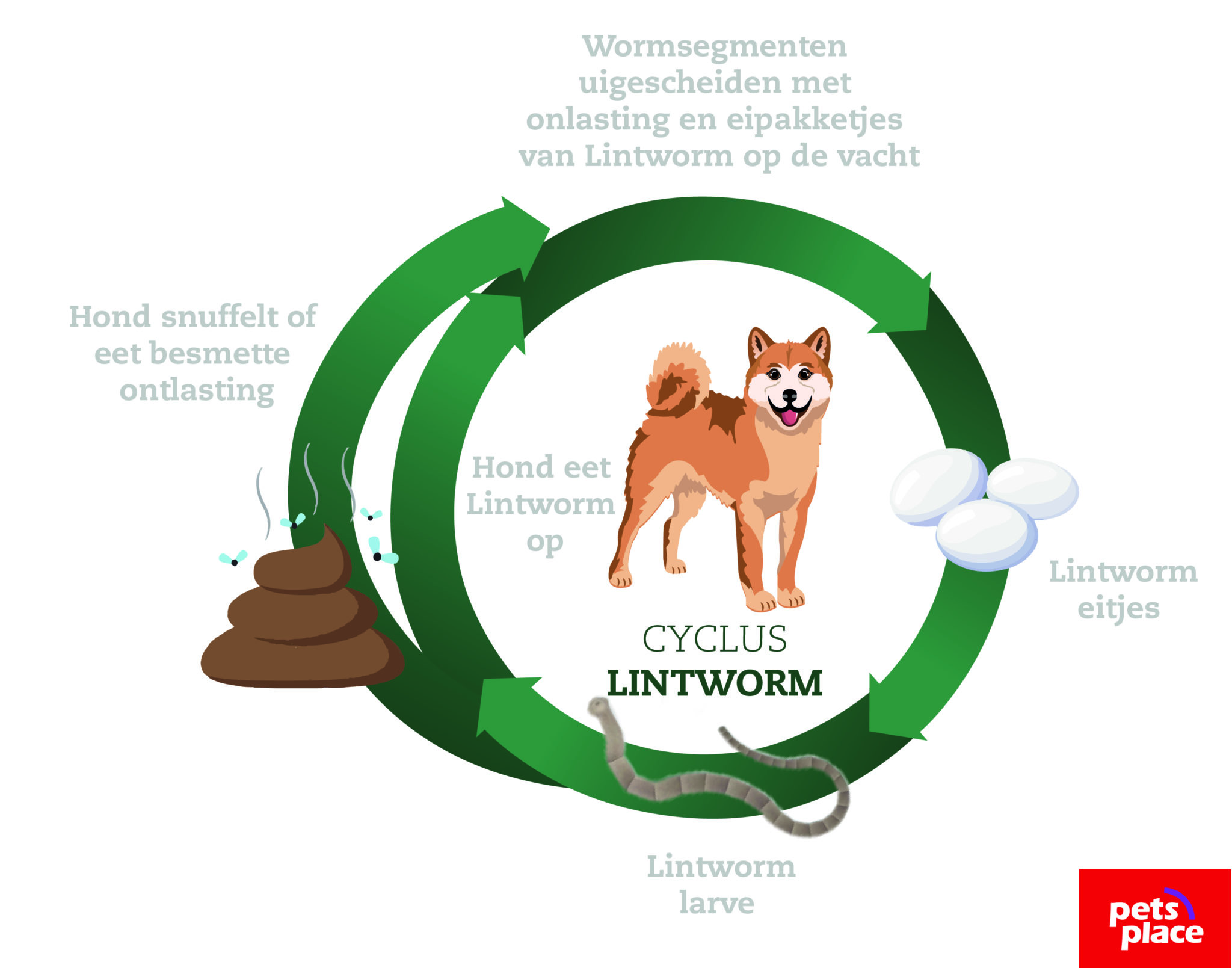 Ontwormen bij puppy’s - Pets Place