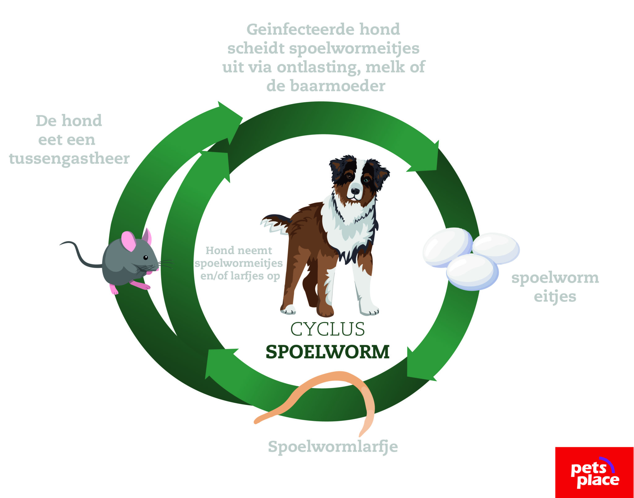 Ontwormen bij puppy’s - Pets Place