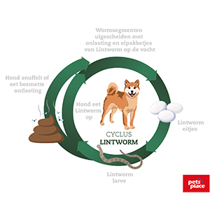 Cyclus lintworm hond - Pets Place