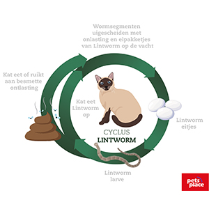 Cyclus lintworm kat - Pets Place