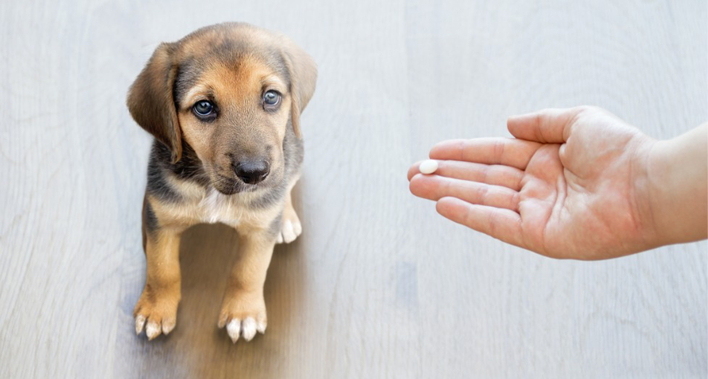 Ontwormen puppy's en volwassen honden - soorten wormen - Pets Place