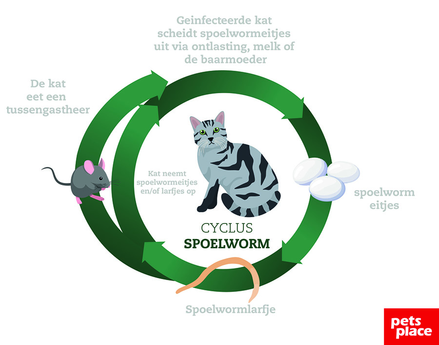 Ontwormen kittens en volwassen katten - soorten wormen- Pets Place