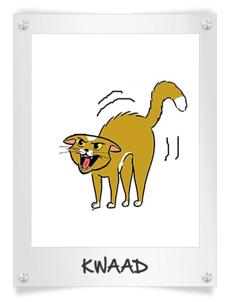 Kattentaal; herken het gedrag van je kat - Pets Place