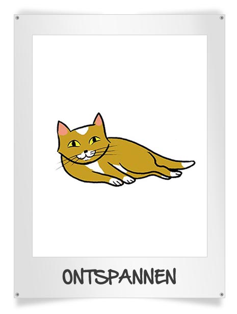 Kattentaal; herken het gedrag van je kat - Pets Place