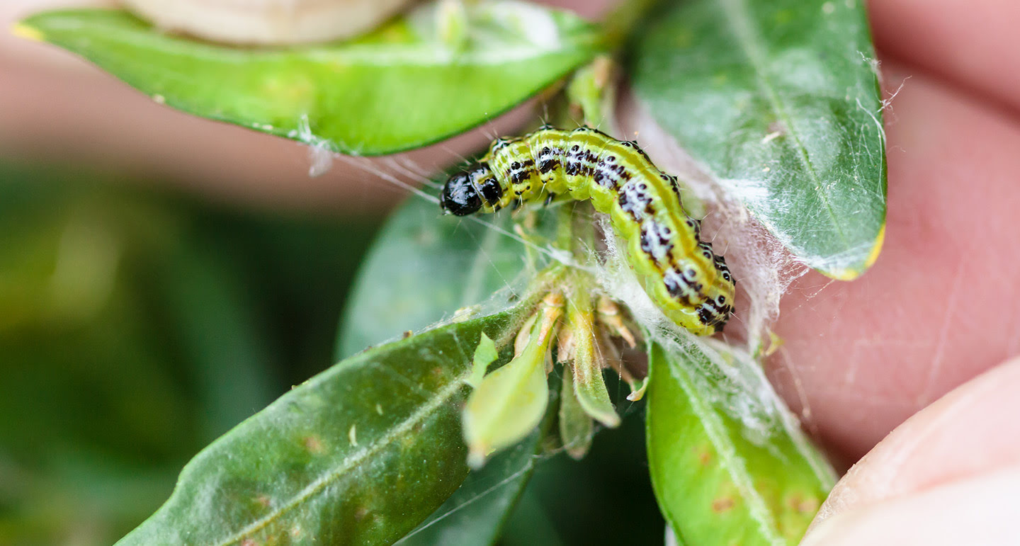 Bestrijden van de buxusrups en buxusmot - Pets Place