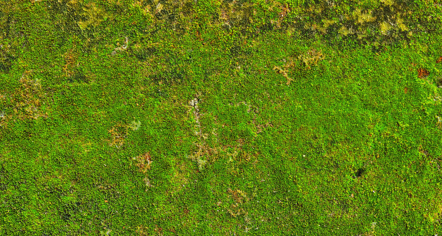 Help! Mos in mijn gazon - Pets Place