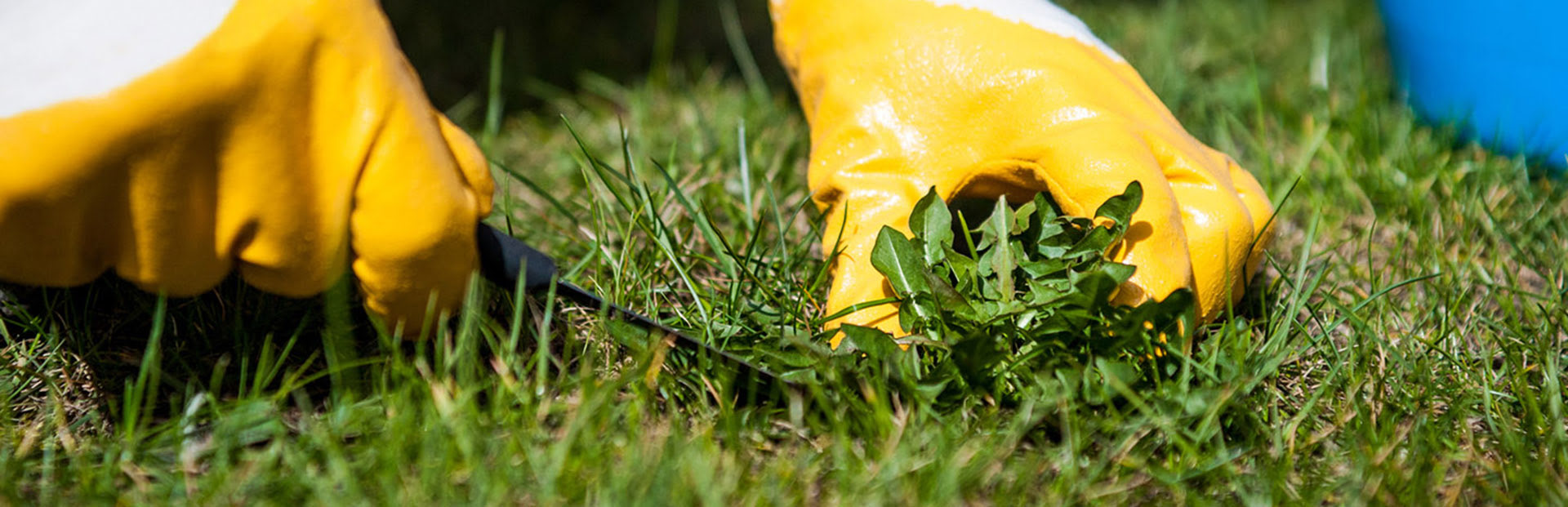 Onkruid bestrijden in je tuin, zo doe je dat - Pets Place