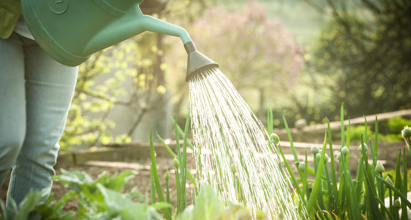 Planten water geven doe je met deze 10 tips! - Pets Place Boerenbond