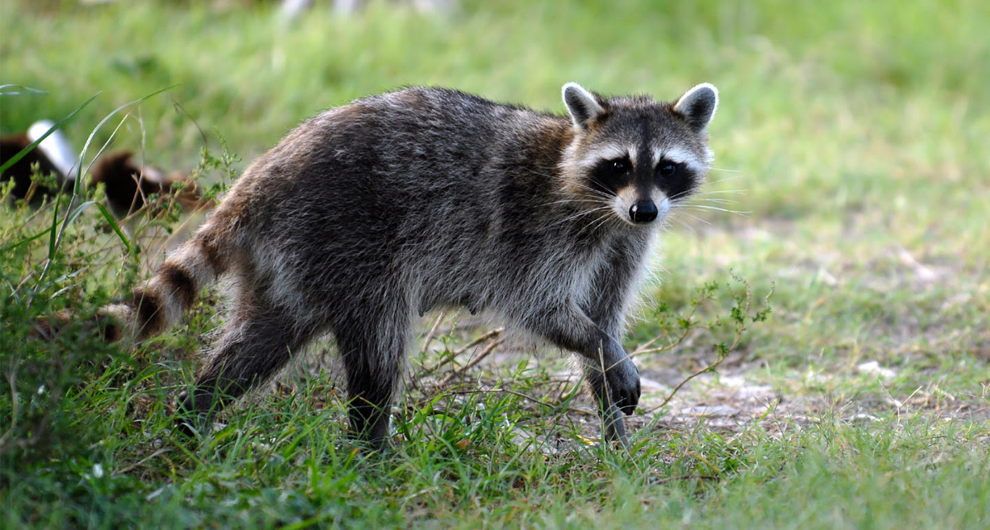 Kippen beschermen tegen roofvogels en roofdieren - Pets Place