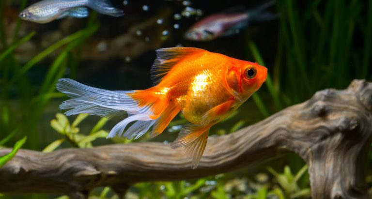 Slijmhuid bij vissen - Pets Place