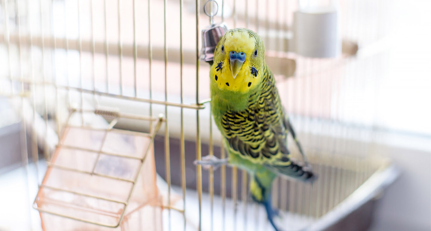 Parasieten bij vogels; van luizen en mijten tot wormen - Pets Place