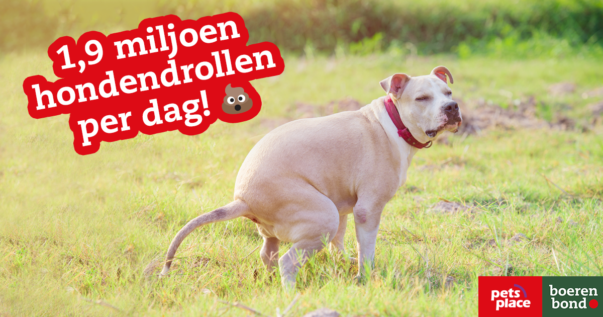 Hondenpoep opruimen; kan je poep laten liggen? - Pets Place