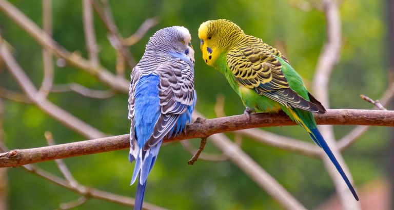 Vogel in de zomer - Pets Place