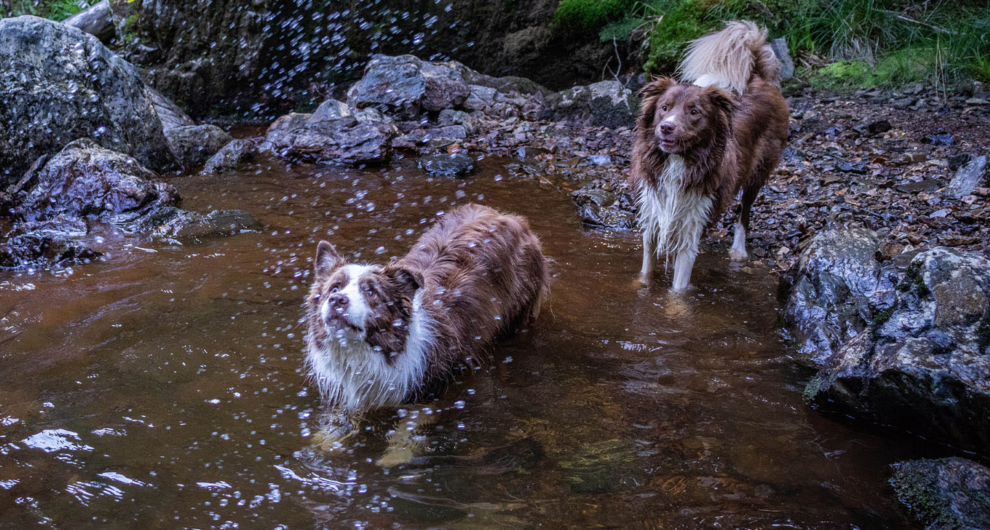 Hond mee naar België; dé tips van de Ardennen tot de kust! - Pets Place