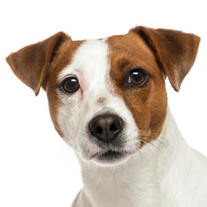 Oren van honden uitgelegd: oorontsteking tot schoonmaken - Pets Place