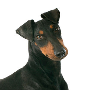 Oren van honden uitgelegd: oorontsteking tot schoonmaken - Pets Place